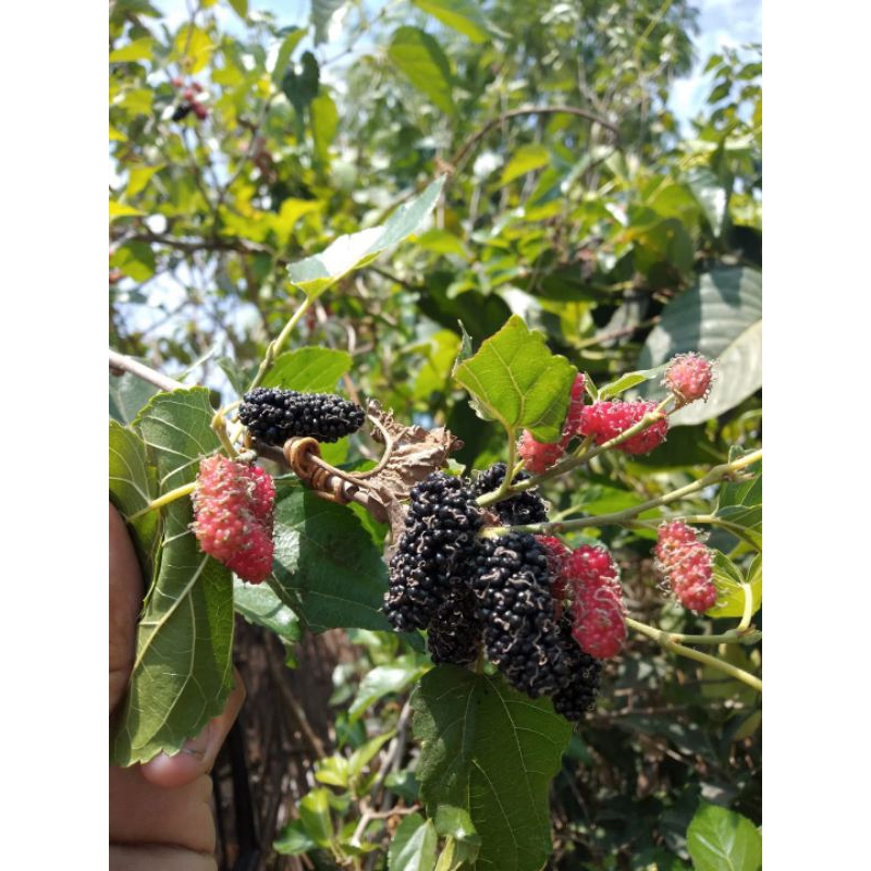 Jual Daun Murbey Fresh 50 lembar / Ramuan herbal di petik saat ada ...