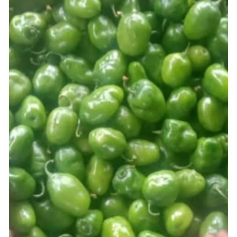 Jual Cabe Gendot Dieng 500gr | Shopee Indonesia