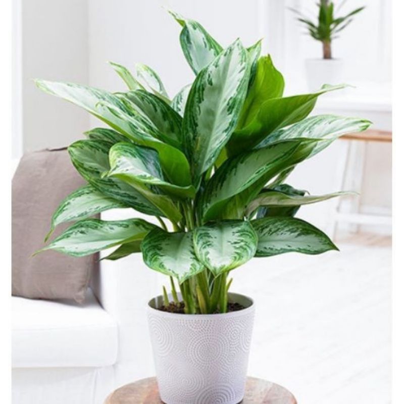 Jual aglonema Sri rejeki / sri rejeki / diven size | Shopee Indonesia
