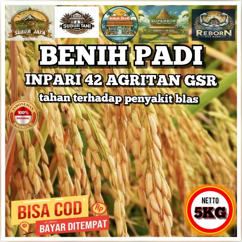 Jual Benih Padi INPARI 42 AGRITAN GSR tahan terhadap penyakit blas ...
