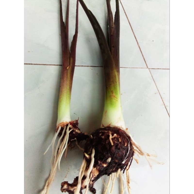 Jual PERPOHON Bibit Talas Ungu Lompong / Talas Sayur Siap Tanam – Cepat ...