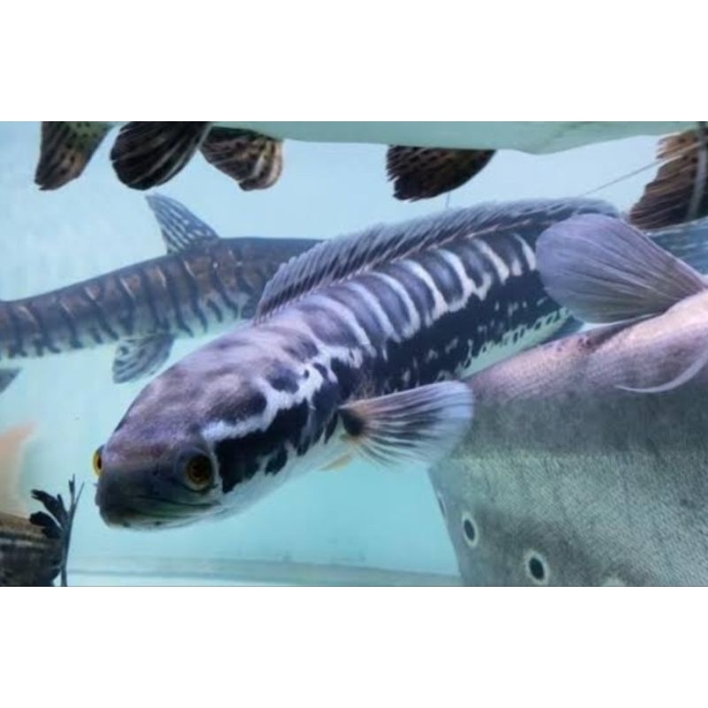 Jual baby Toman 3 cm promo | Shopee Indonesia