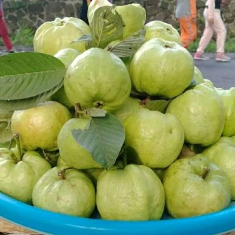 Jual Jambu kristal 1kg berkualitas | Shopee Indonesia
