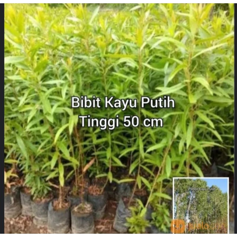 Jual BIBIT KAYU PUTIH TINGGI 50 CM (beli 5 gratis 1) | Shopee Indonesia