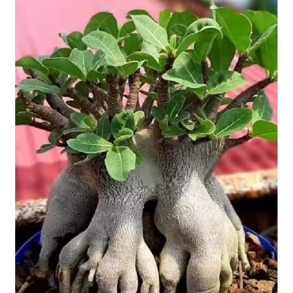 Jual Amefurashi 5 Benih Yaman Biji Bunga Adenium Arabicum Mudah Tumbuh ...