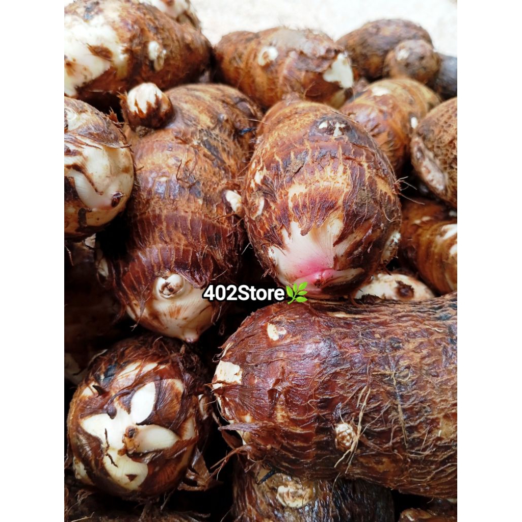 Jual Umbi talas kimpul segar 1kg | Shopee Indonesia