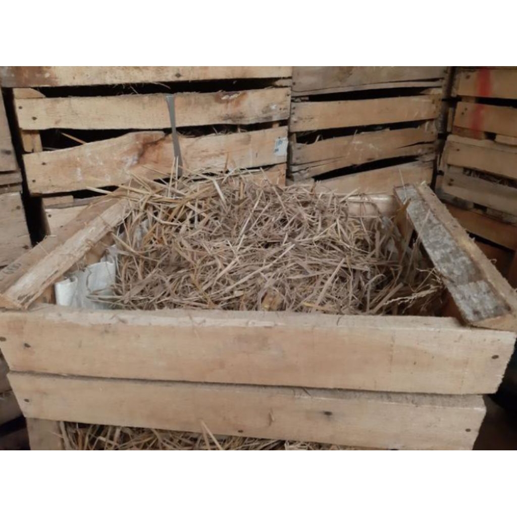 Jual PETI KAYU TELUR 10 KG KONDISI BAGUS | Shopee Indonesia