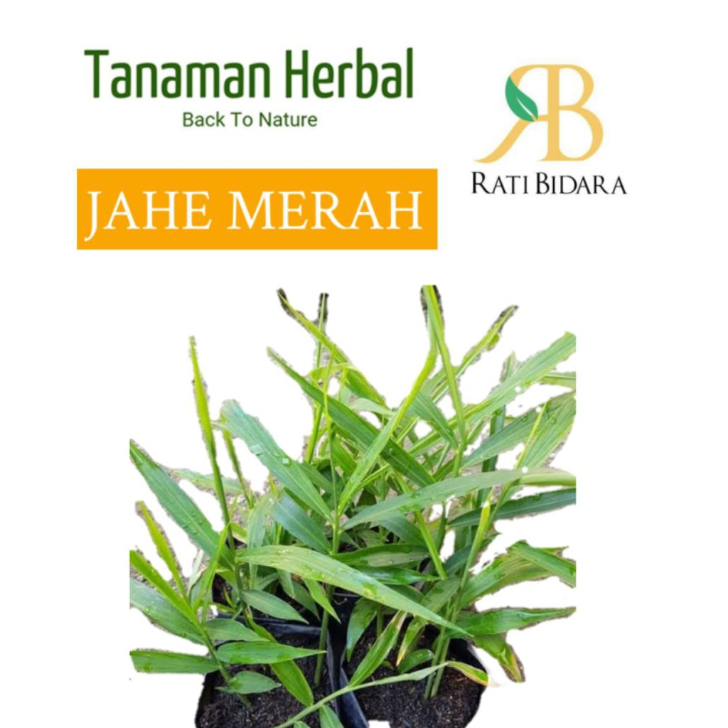 Jual Jahe Merah (Zingiber Officinale Var Rubrum Rhizoma) | Shopee Indonesia