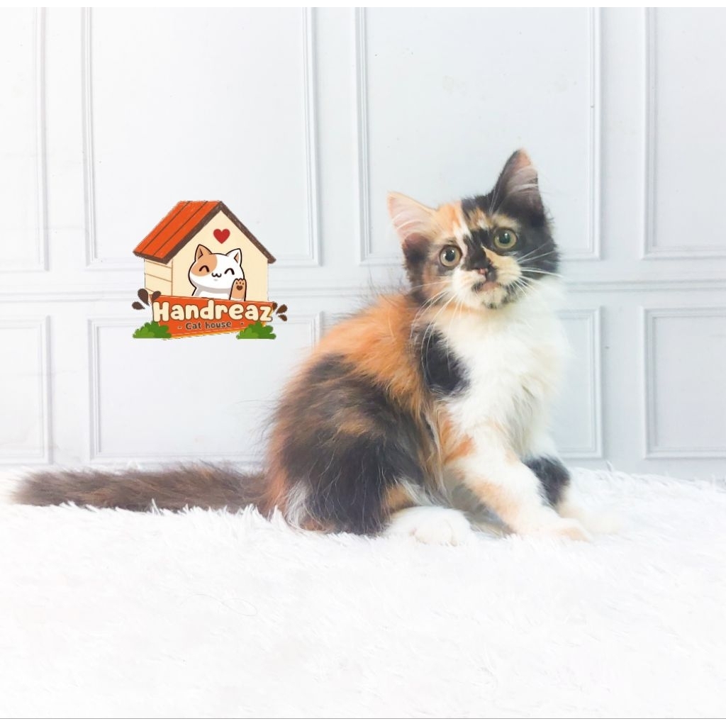 Jual KUCING KITTEN PERSIA SEHAT KUCING GEMBUL LUCU BETINA WARNA CALICO ...