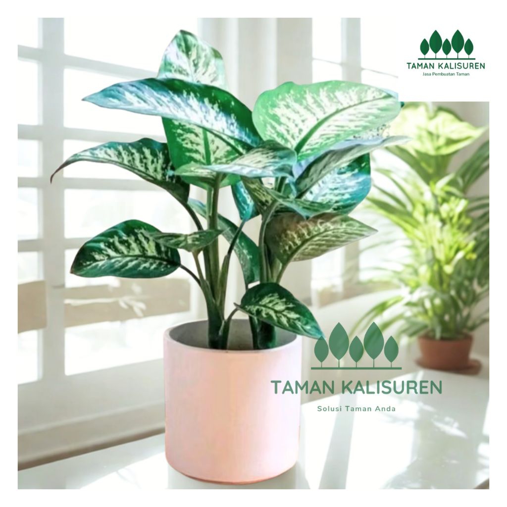 Jual Tanaman Hias Sri rejeki Belanceng zebra atau Dieffenbachia ...