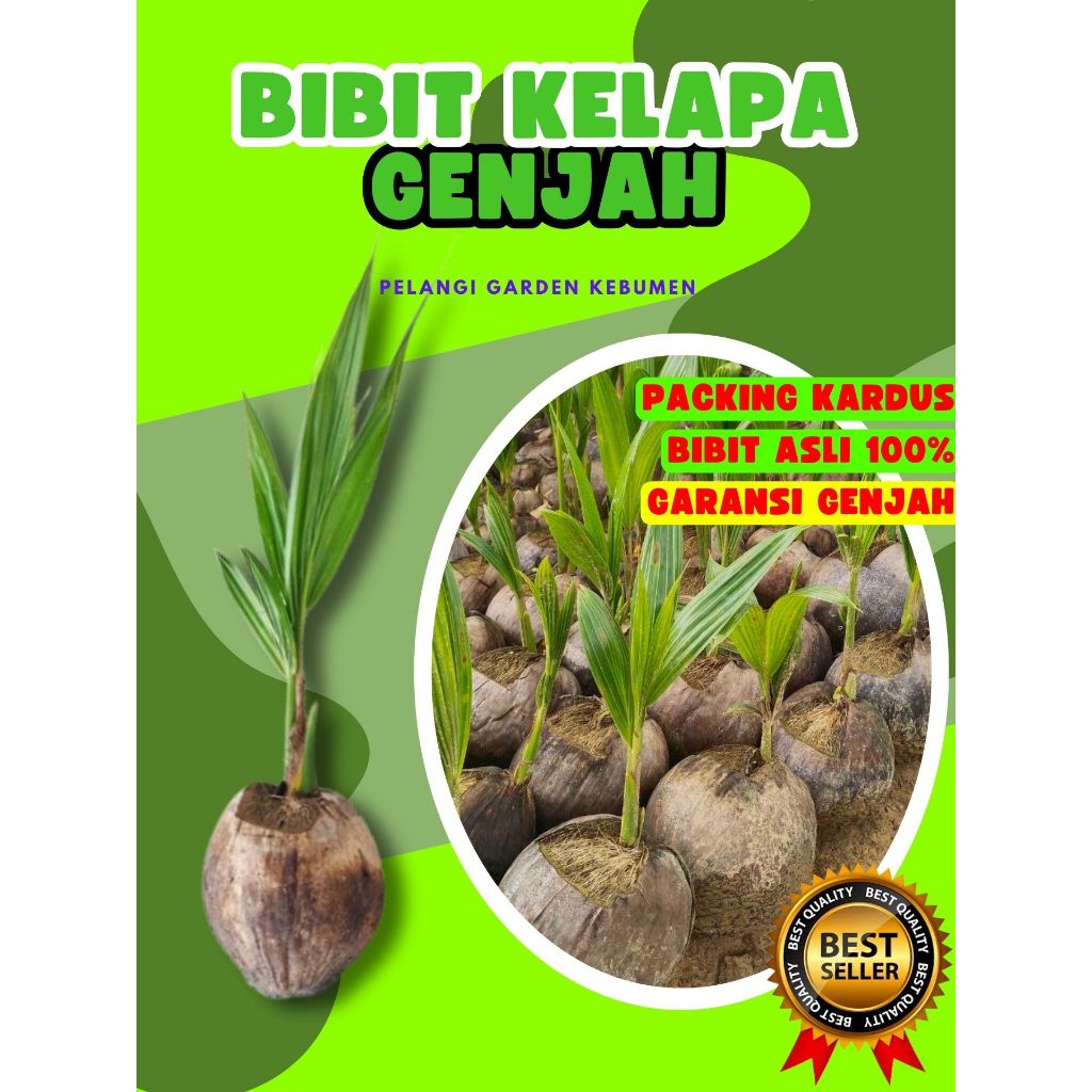 Jual BIBIT PREMIUM..! Tanaman Buah Kelapa Kopyor Genjah, Tanaman Buah Kelapa Lampung, Tanaman ...