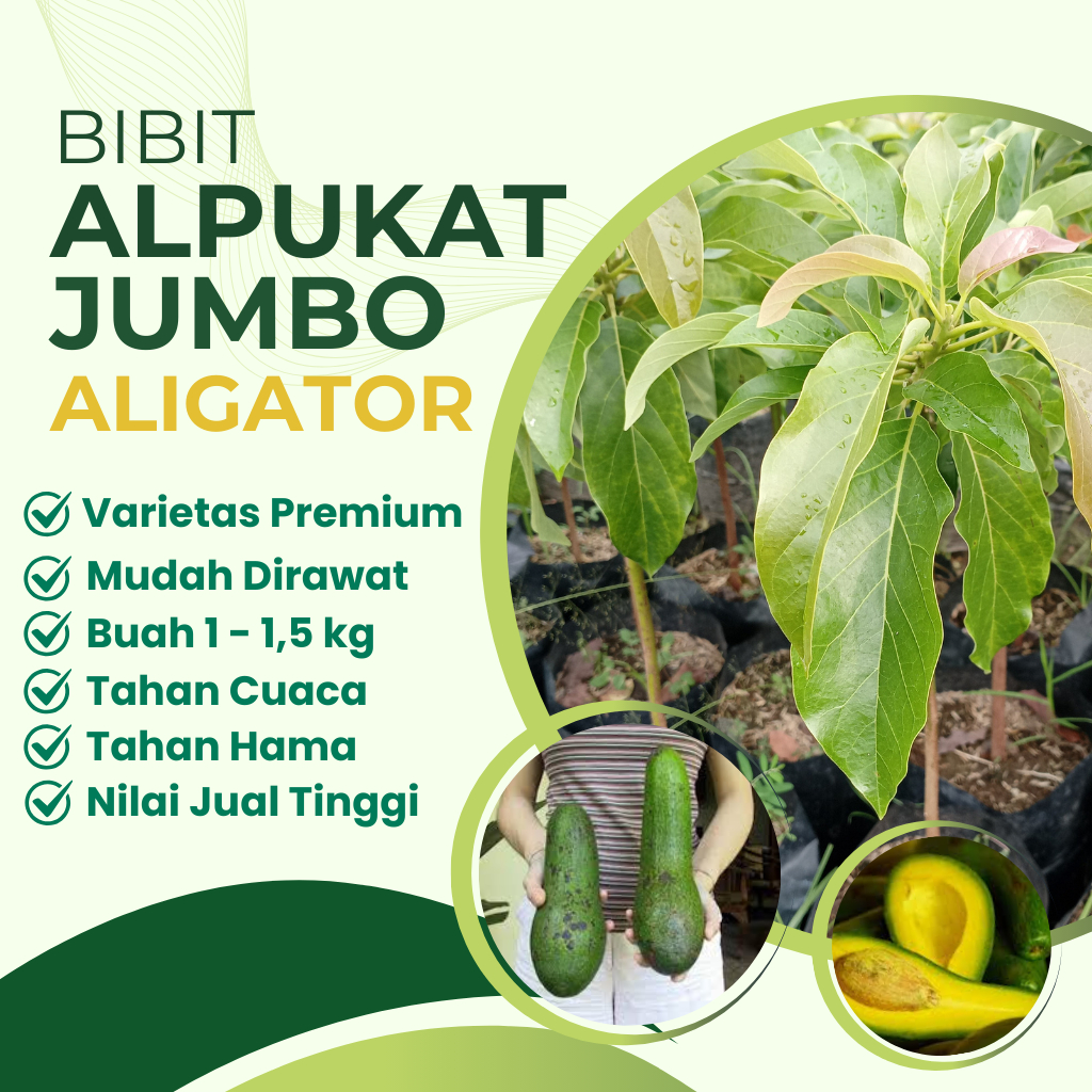 Jual Bibit Alpukat Aligator Jumbo – Bibit Alpukat Ukuran Super, Daging ...