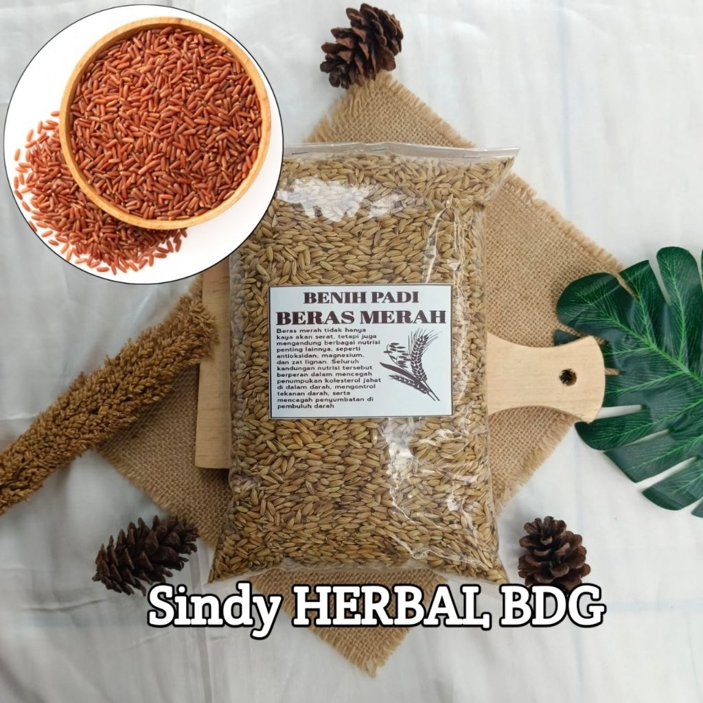 Jual Gabah Tanaman Padi Beras Merah Unggul Premium Isi Per 1 Kg Padi ...
