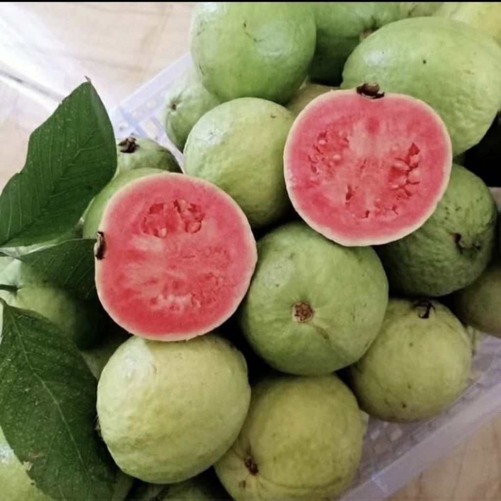 Jual Buah jambu biji merah 1 kg | Shopee Indonesia