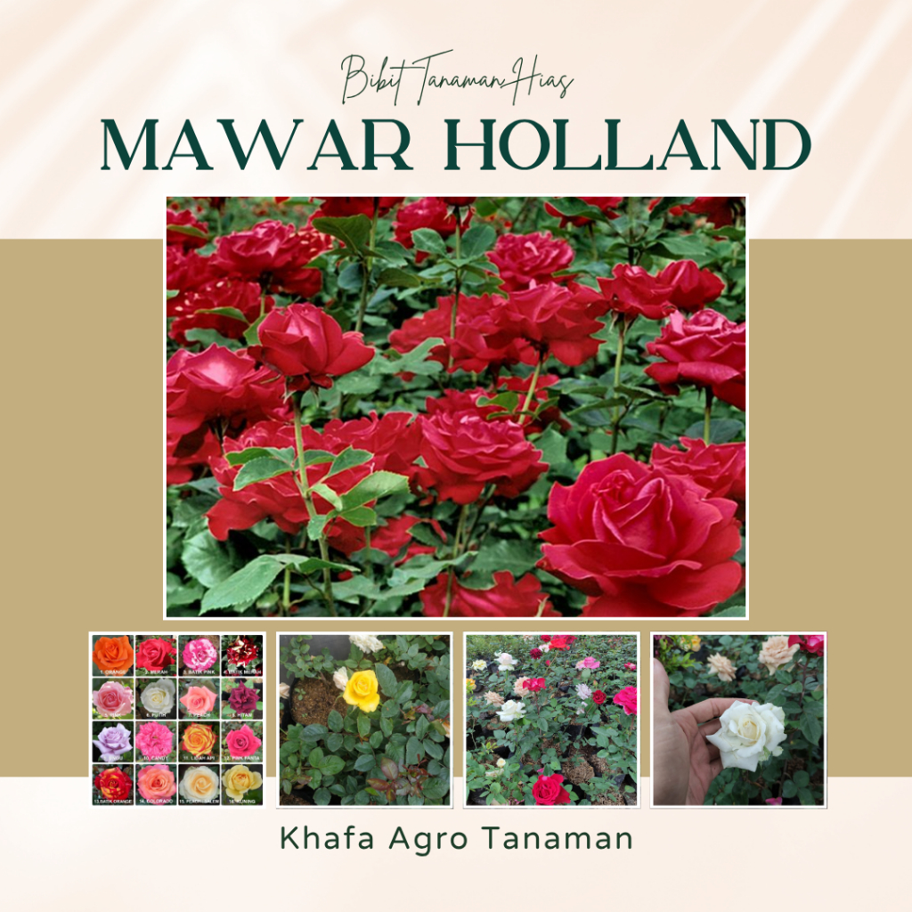 Jual Bibit Bunga Mawar Holland Super Cantik Tersedia Berbagai Macam ...