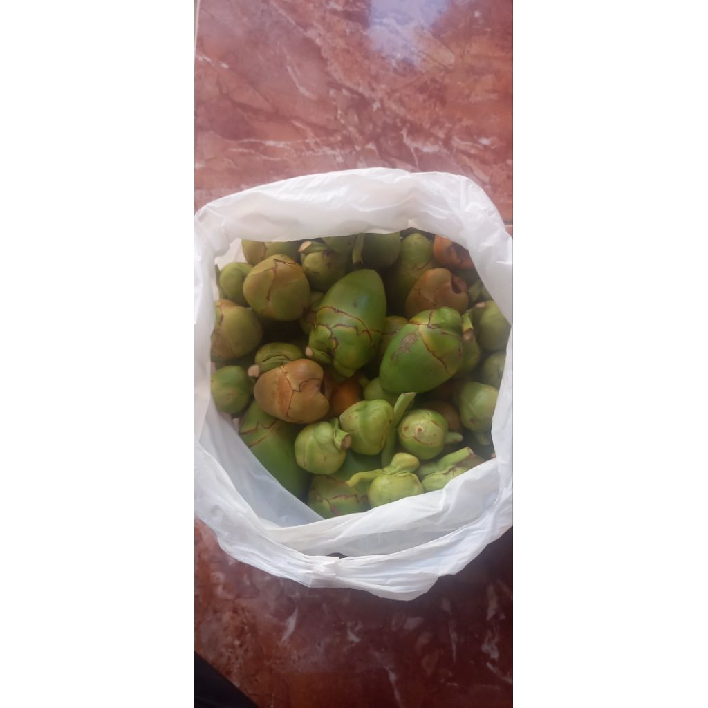 Jual Beluluk Kelapa / Kelapa cengkir / tembuluk fresh | Shopee Indonesia