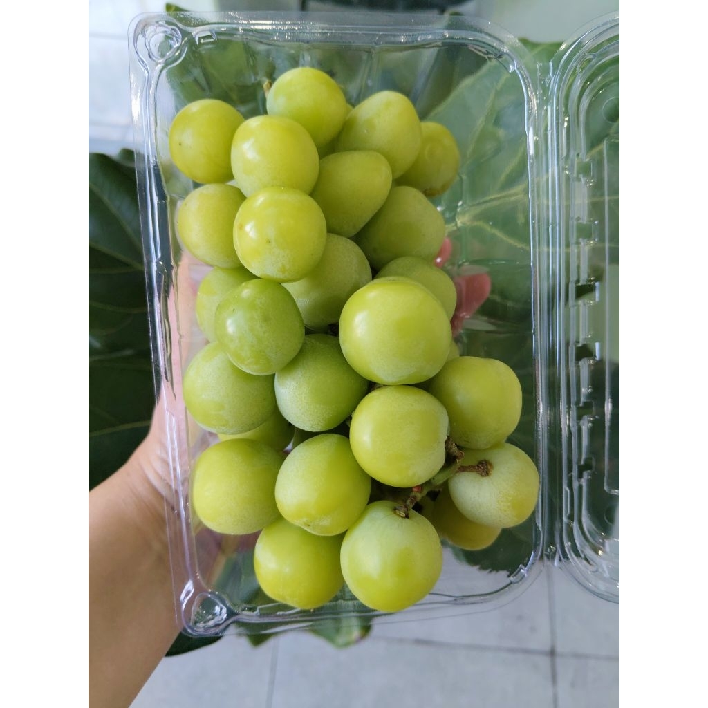 Jual Anggur Hijau Musakat Pack 500gr | Shopee Indonesia