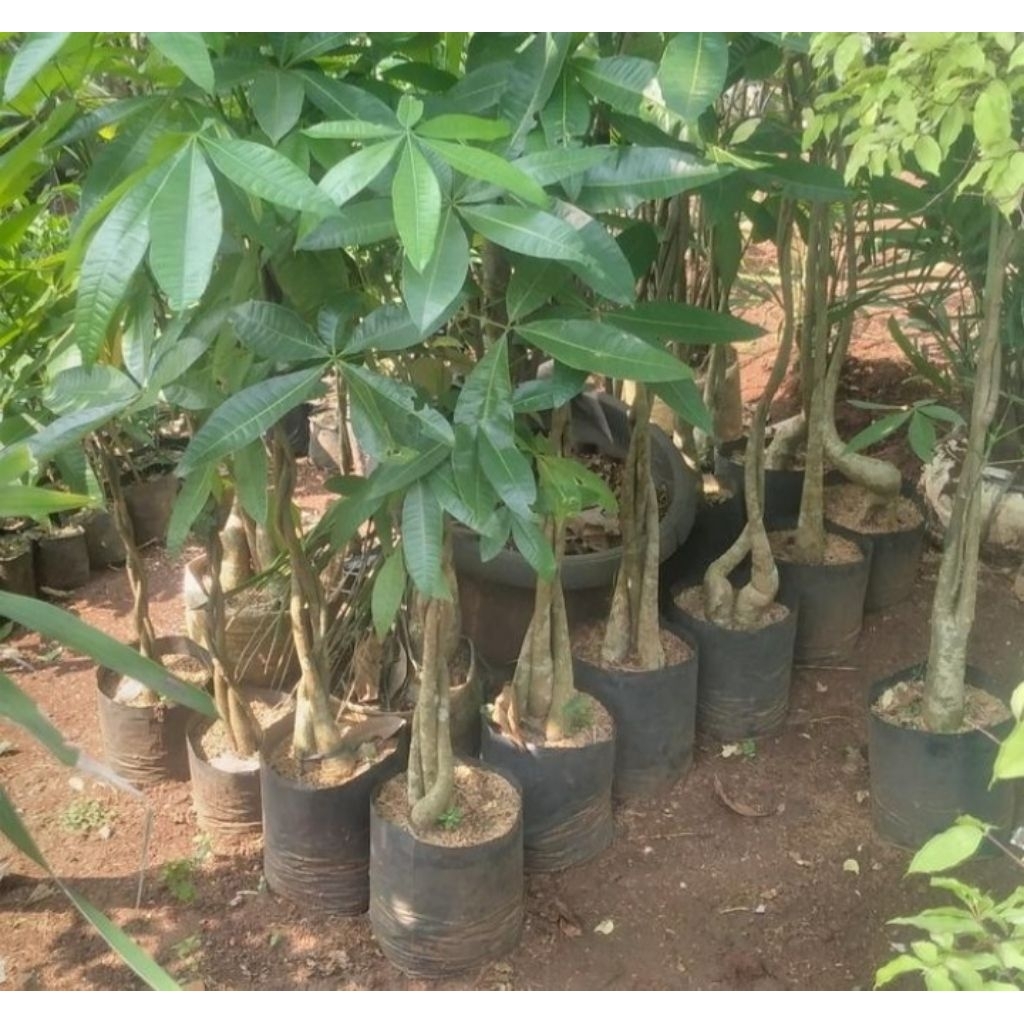 Jual tanaman pacira seperti gambar tinggi 50 cm sampai 1 meter | Shopee ...