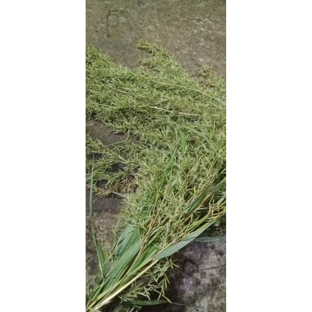 Jual Bunga sereh / daun sereh - Bunga sereh Kembang lokal di obral ...