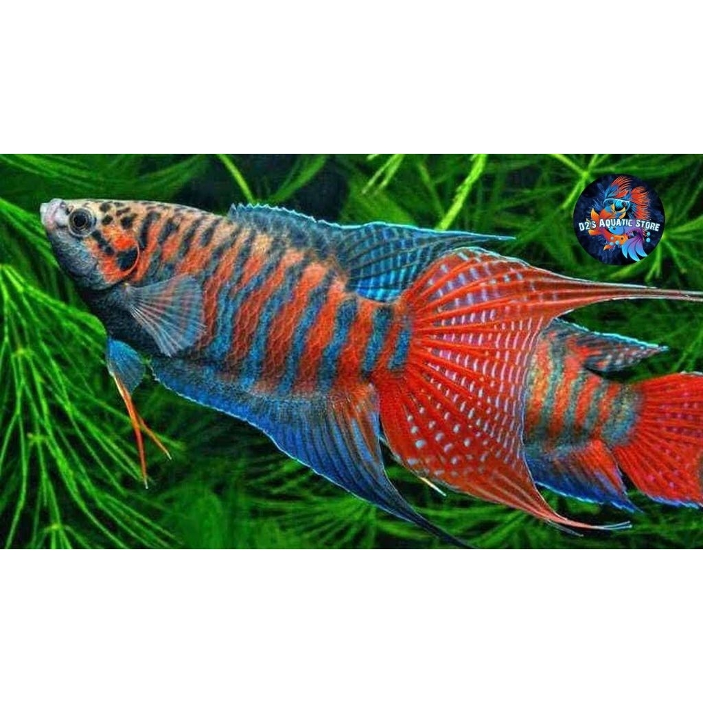 Jual Hiasan Aquarium Cupang Paradise / Paradise Betta Fish | Shopee ...
