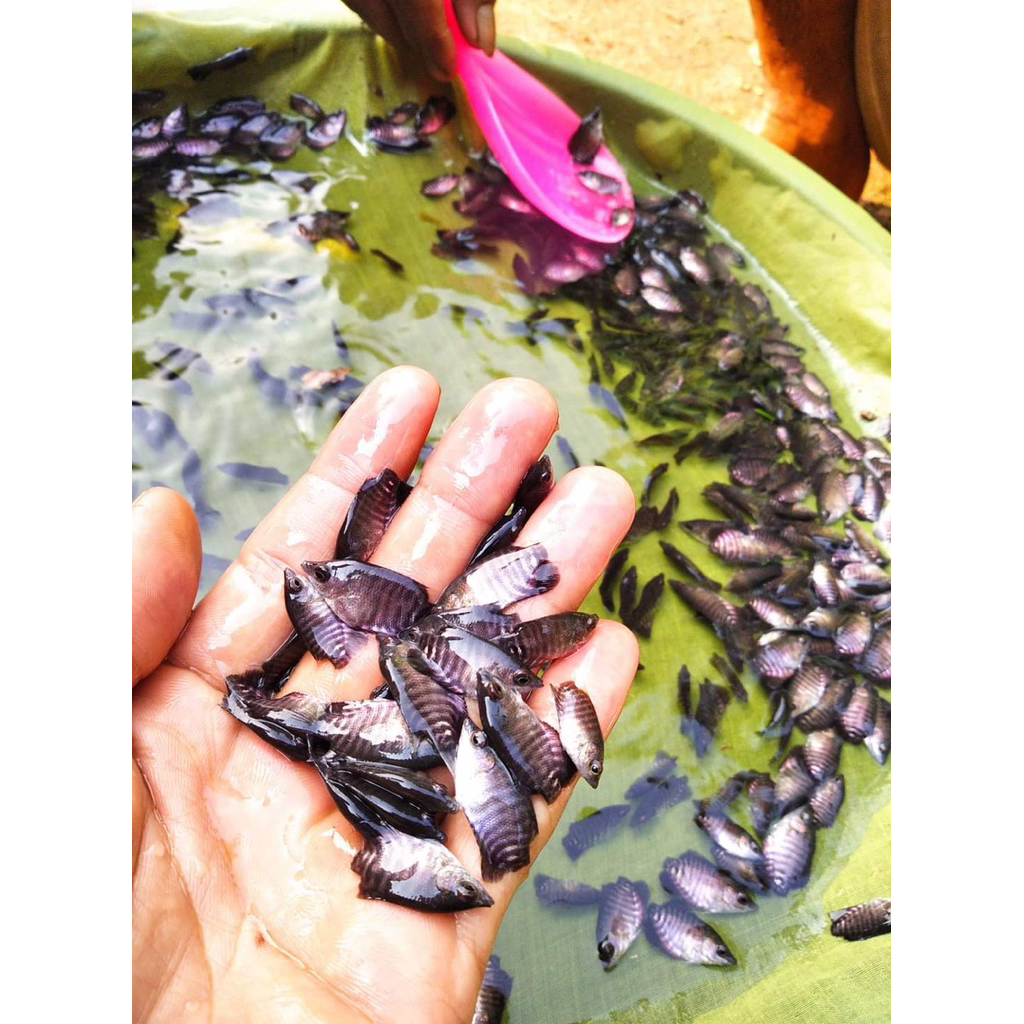 Jual Paket 50 Ekor Bibit Gurame Soang Ukuran Nguaci | Shopee Indonesia