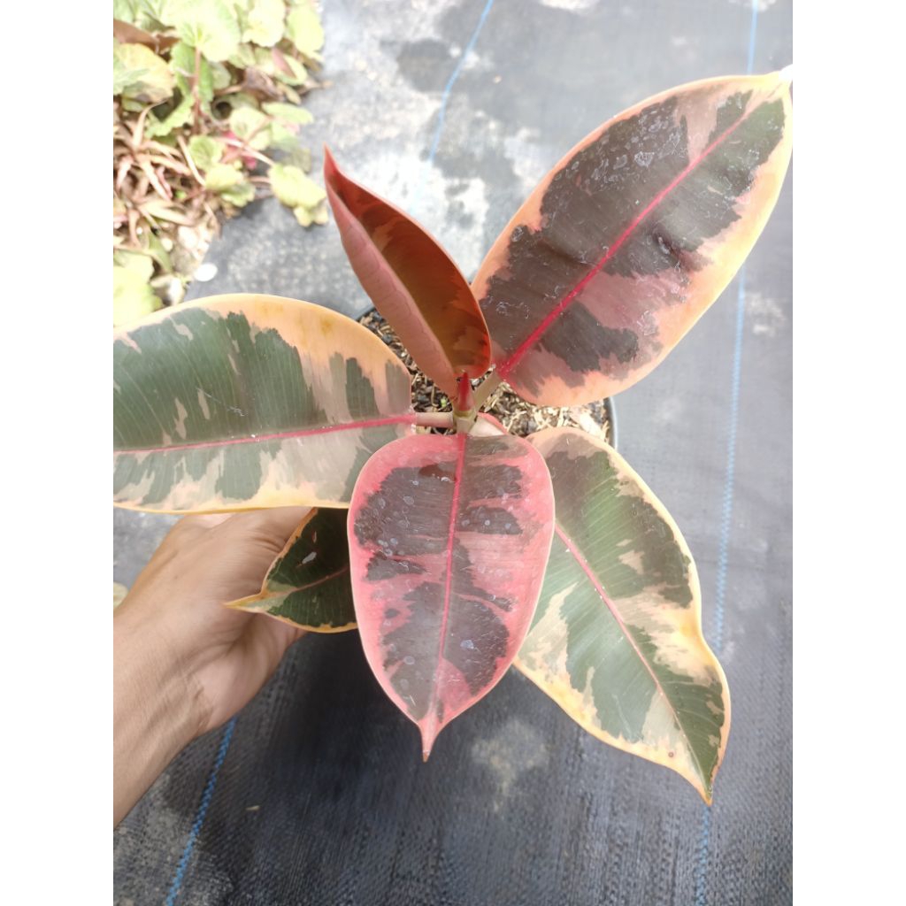 Jual ficus pink ruby (varigata) | Shopee Indonesia