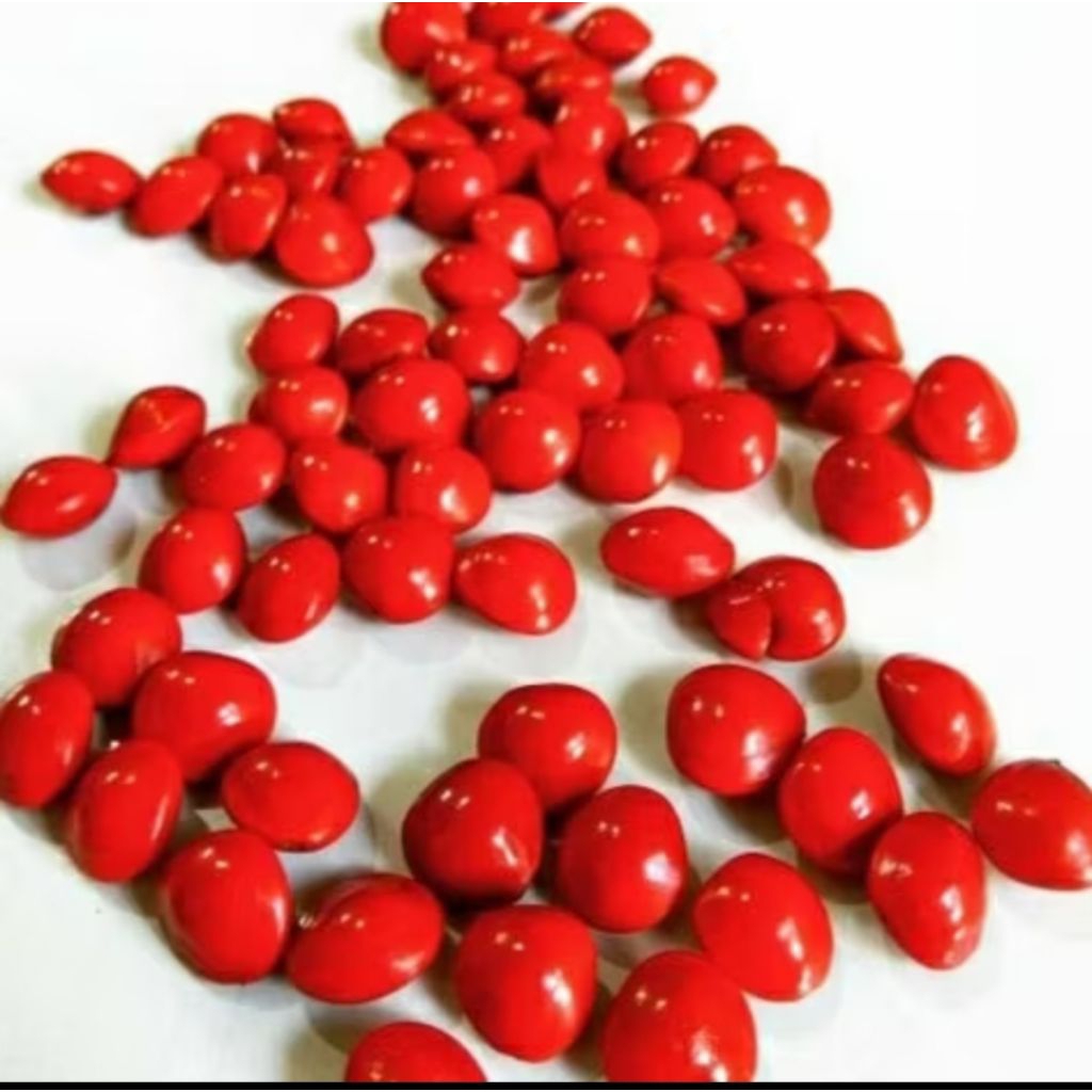 Jual MANTAPP !!! 700 BENIH BIJI SAGA MERAH SUPER | Shopee Indonesia