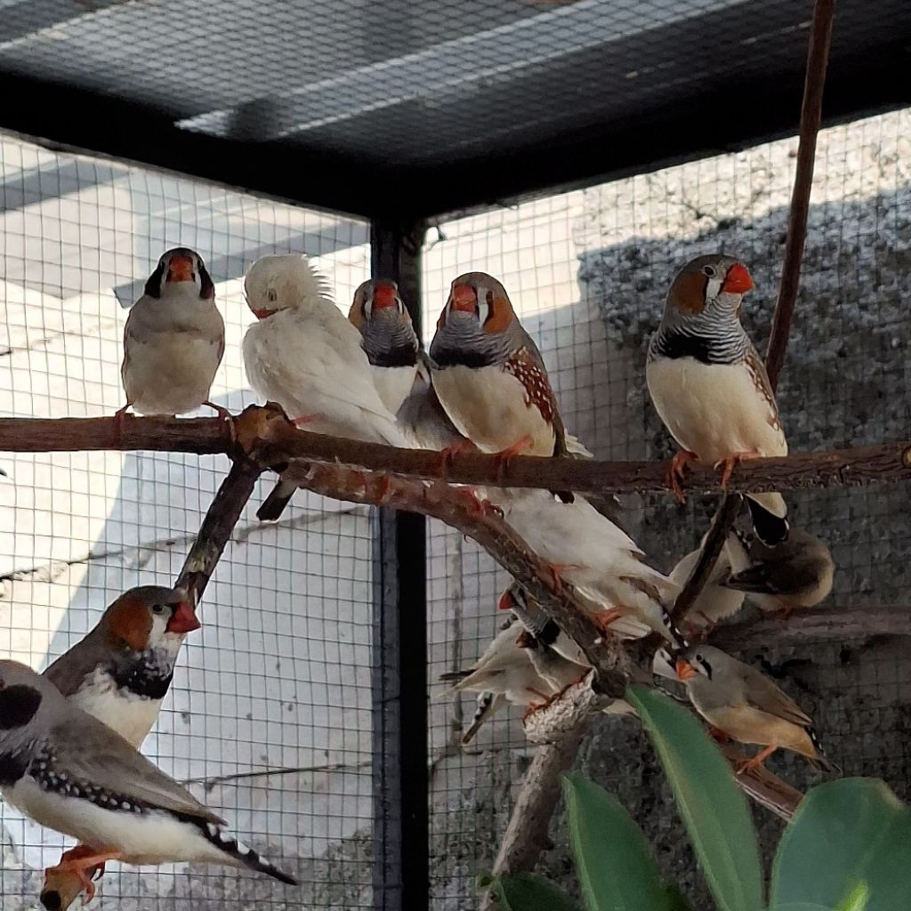 Jual burung zebra finch medium australia ausie berbagai macam warna ...