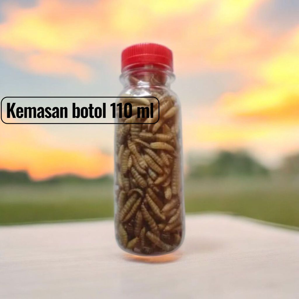 Jual magot kering kemasan botol 100ml/Magot kering/Maggot pakan ikan ...