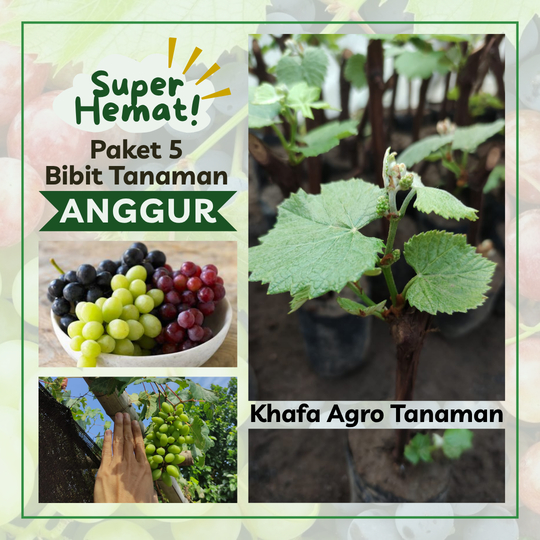 Jual Paket Hemat!! 5 Bibit Anggur Manis Berbagai Jenis Hasil Stek ...