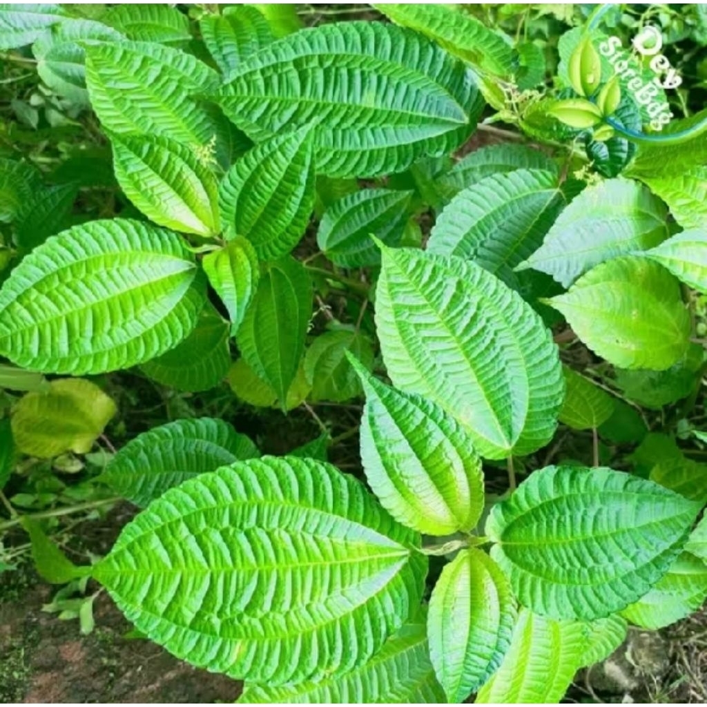 Jual daun lalaban poh pohan segar 100 gram | Shopee Indonesia