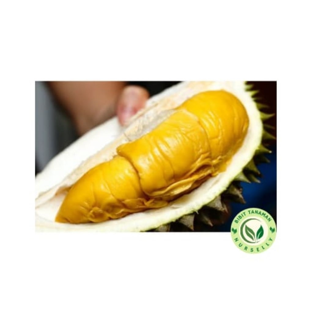 Jual Bibit Pohon Durian Bawor / Durian Bawor salah satu varietas ...