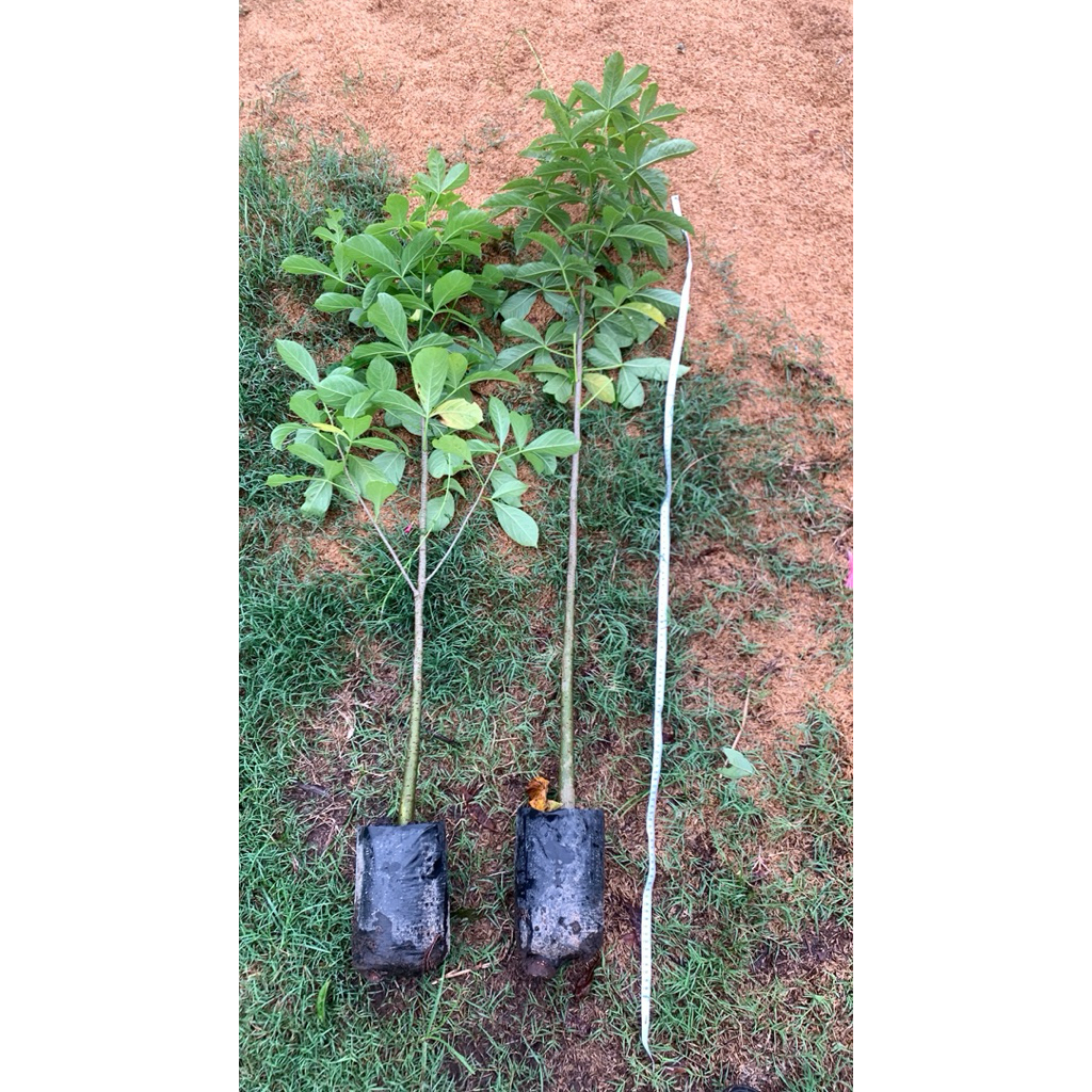 Jual Bibit Pohon Baobab/Kaki Gajah 150-160 cm | Shopee Indonesia