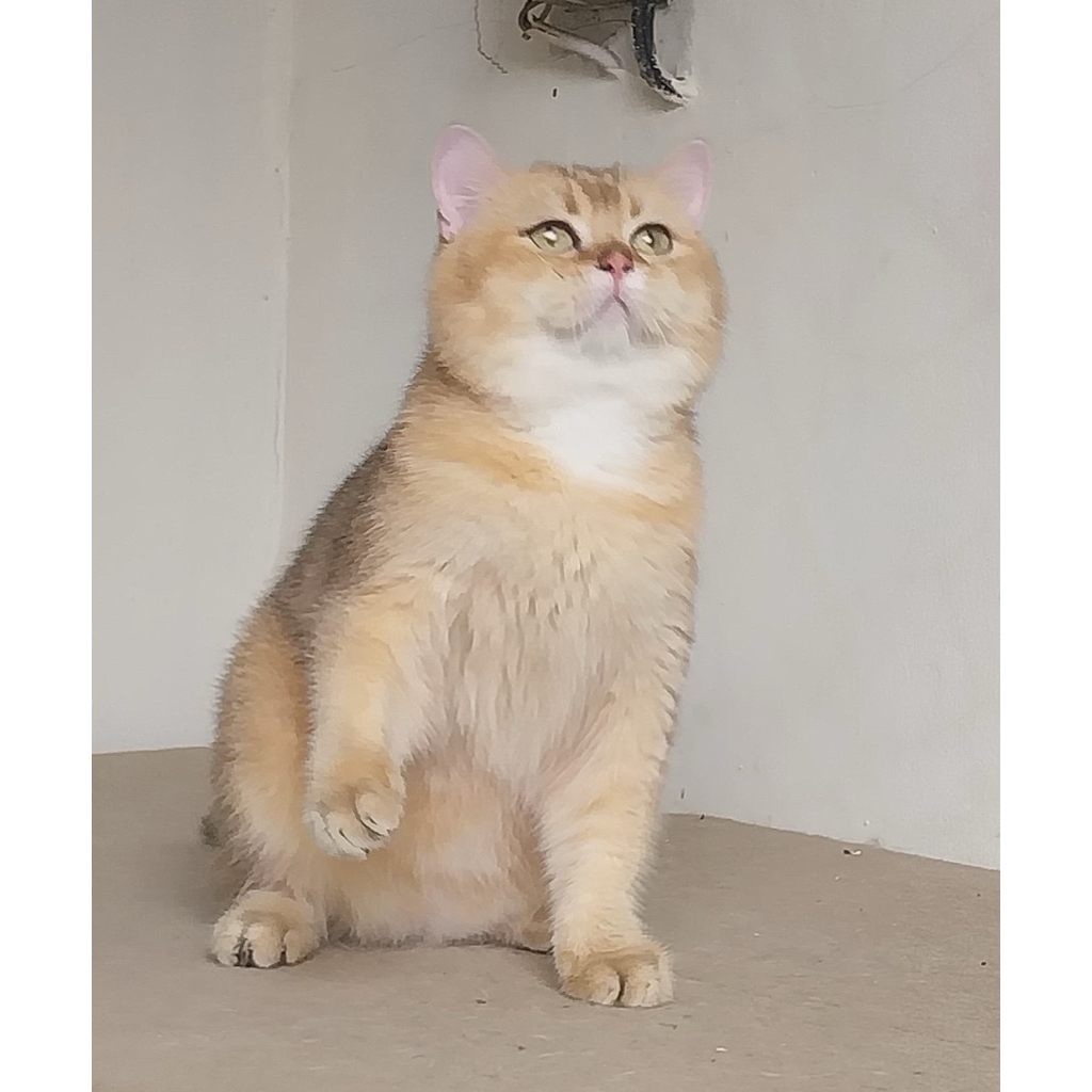 Jual kucing bsh munchkin golden jantan | Shopee Indonesia