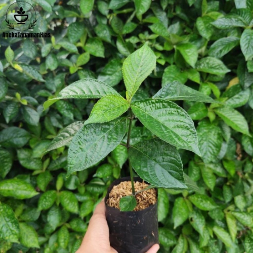 Jual Pohon Herbal Keji Beling / Tanaman Pecah Beling Berkualitas Dan ...