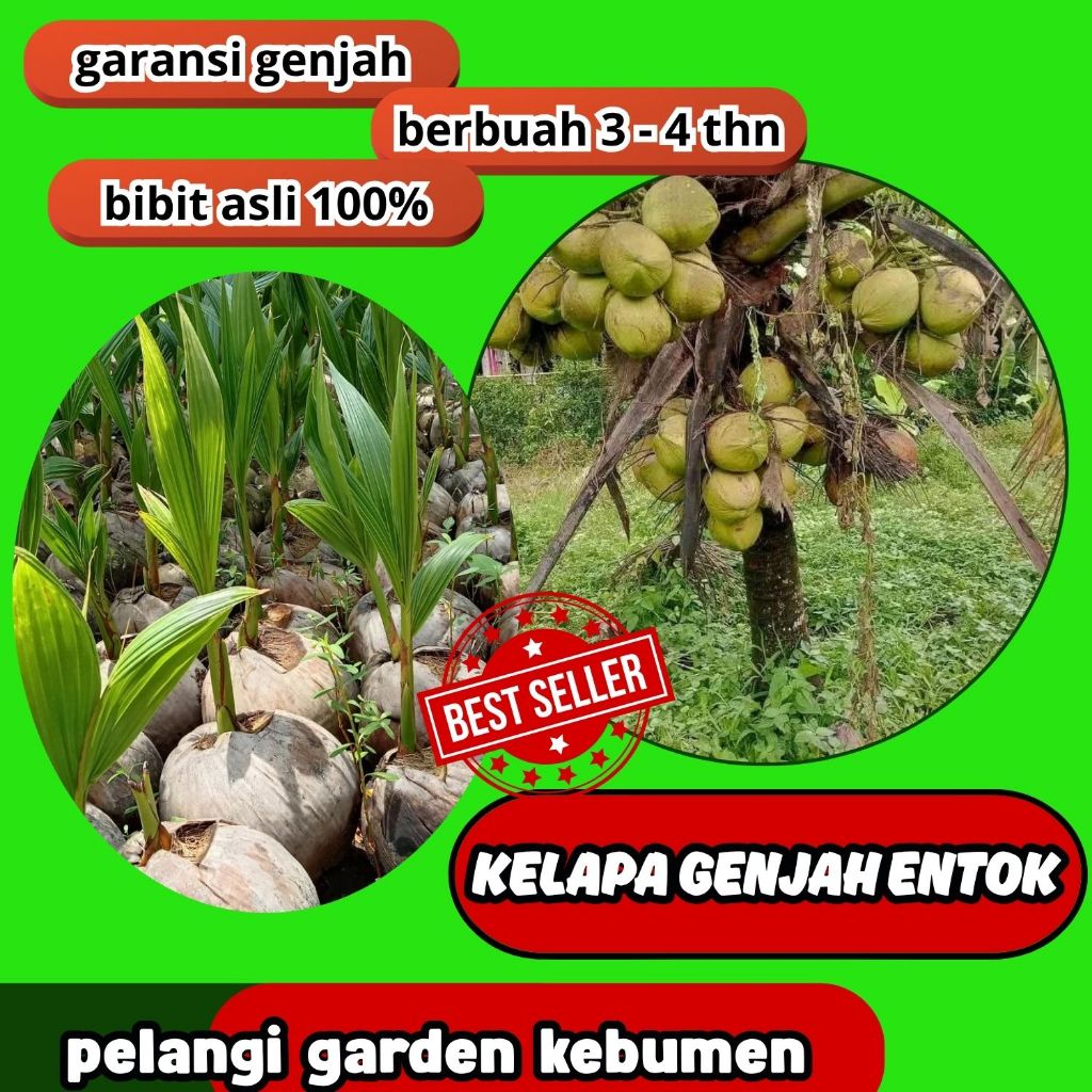 Jual LANGSUNG DARI INDUKAN !! Bibit Buah Kelapa Genjah Yang Besar F1 ...
