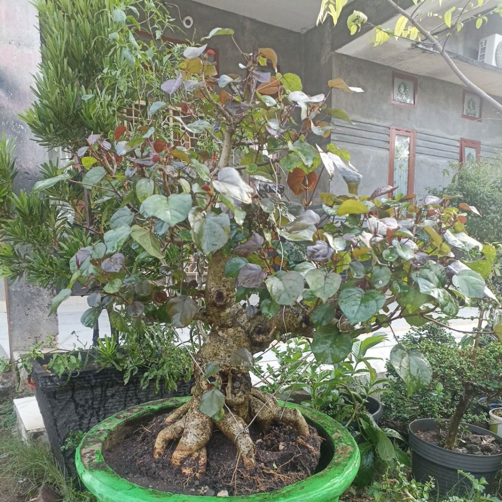 Jual waru merah | Shopee Indonesia