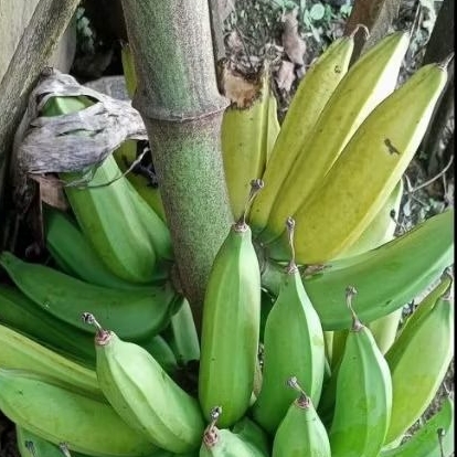 Jual Pisang raja nangka tua pohon 1 kg ( ukuran Jumbo ) | Shopee Indonesia