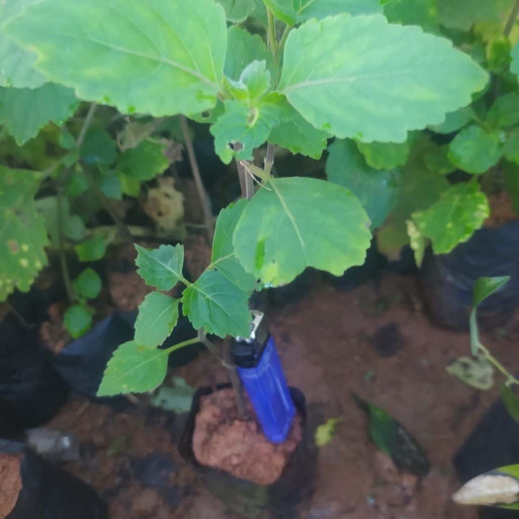 Jual Bibit Nilam siap tanam | Shopee Indonesia