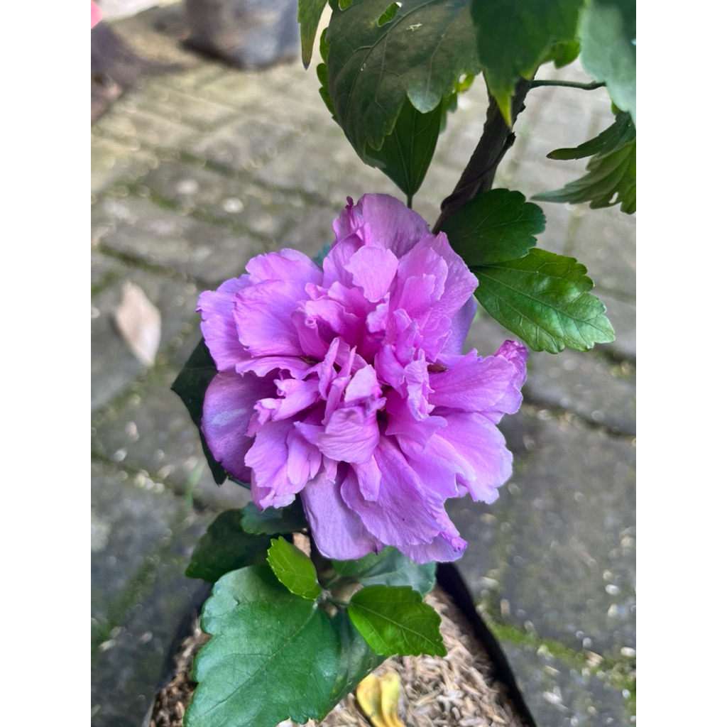 Jual bunga sepatu Hibiscus Ungu Syrian | Shopee Indonesia