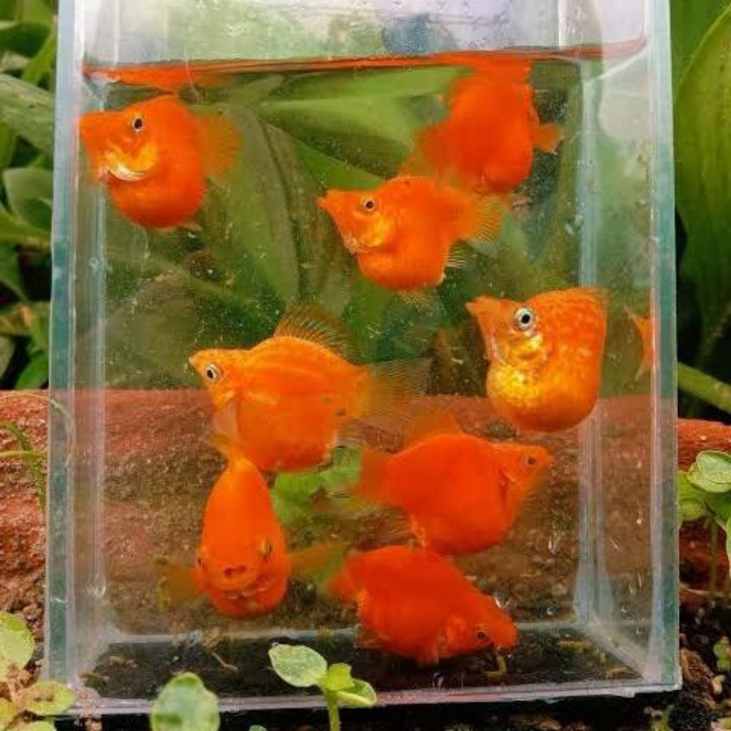 Jual Molly Sunkist balon | Shopee Indonesia