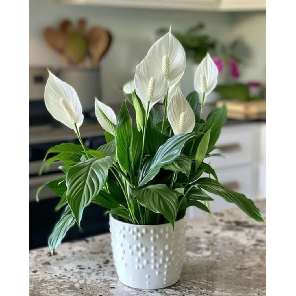 Jual Tanaman Hias Indoor Eksotik Spatiphyllum Peace Lily Subur Rimbun ...