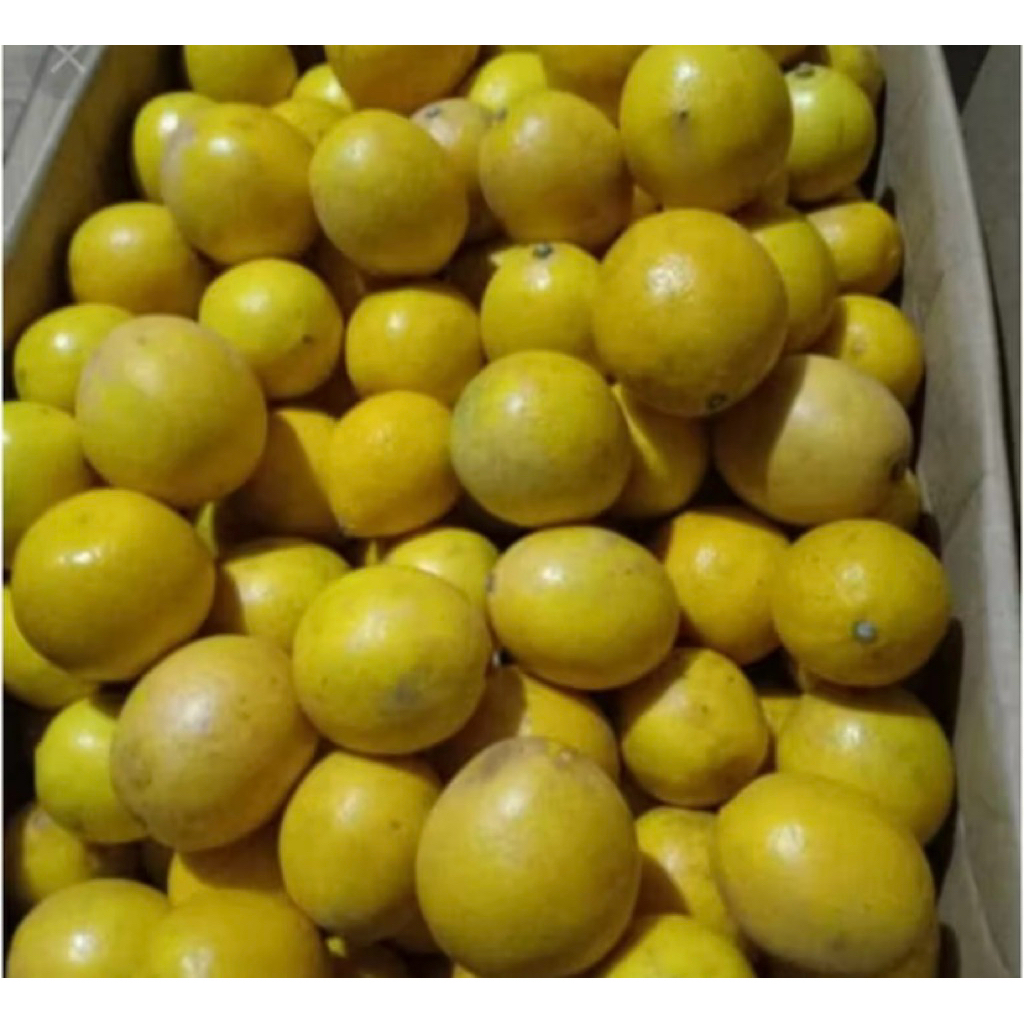 Jual buah lemon segar lemon california berat 1kg | Shopee Indonesia