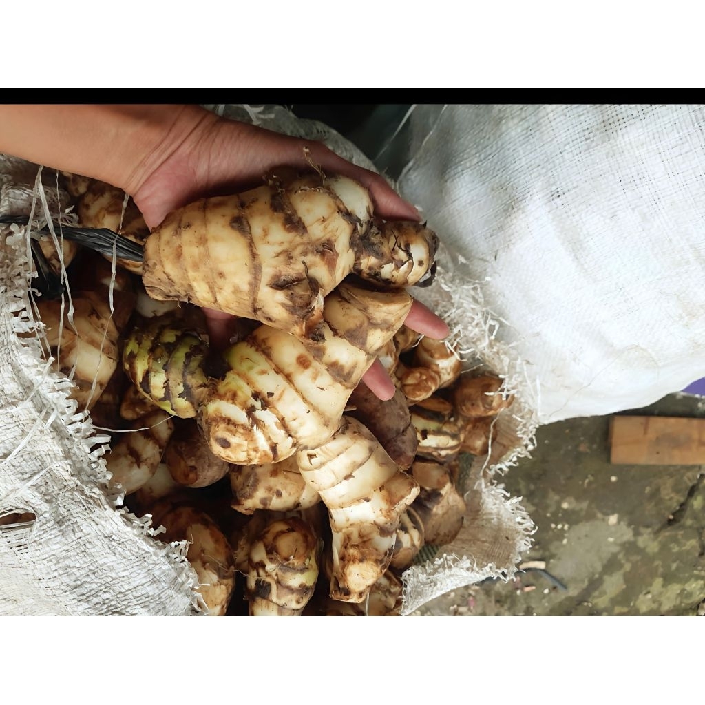Jual GANYONG/GANYOL Fress manis pulen 1kg | Shopee Indonesia