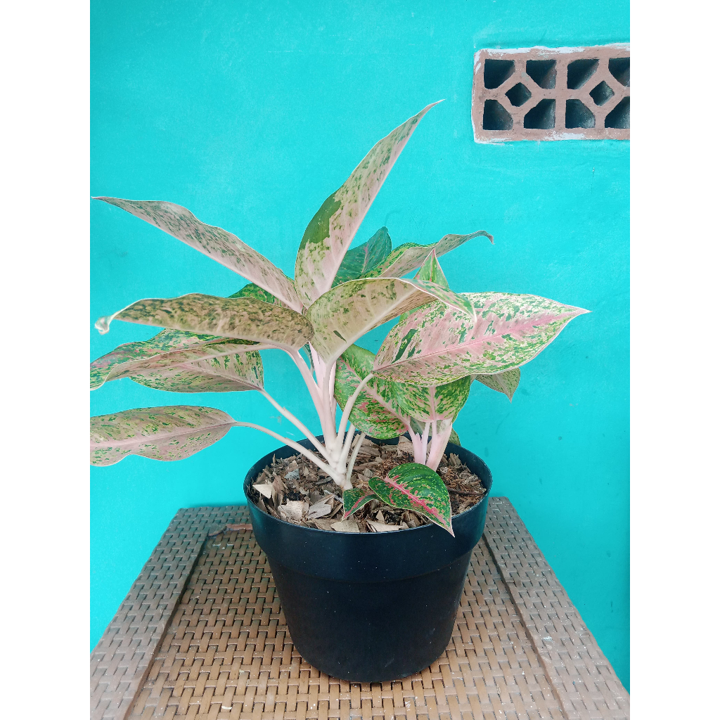 Jual Aglaonema Lady Valantine (Sri Rejeki atau Kemoyang) | Shopee Indonesia