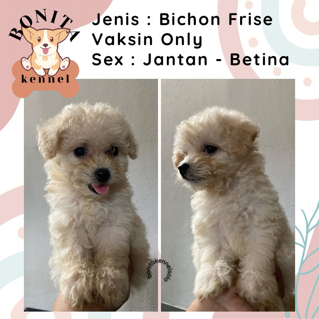 Jual Bichon Frise Non Stambum Anjing Bichon Korea Jantan Betina ...