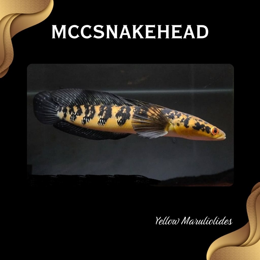 Jual Yellow Sentarum Batik | Ys Maruliolides | SINGLE TANK - BEST ...