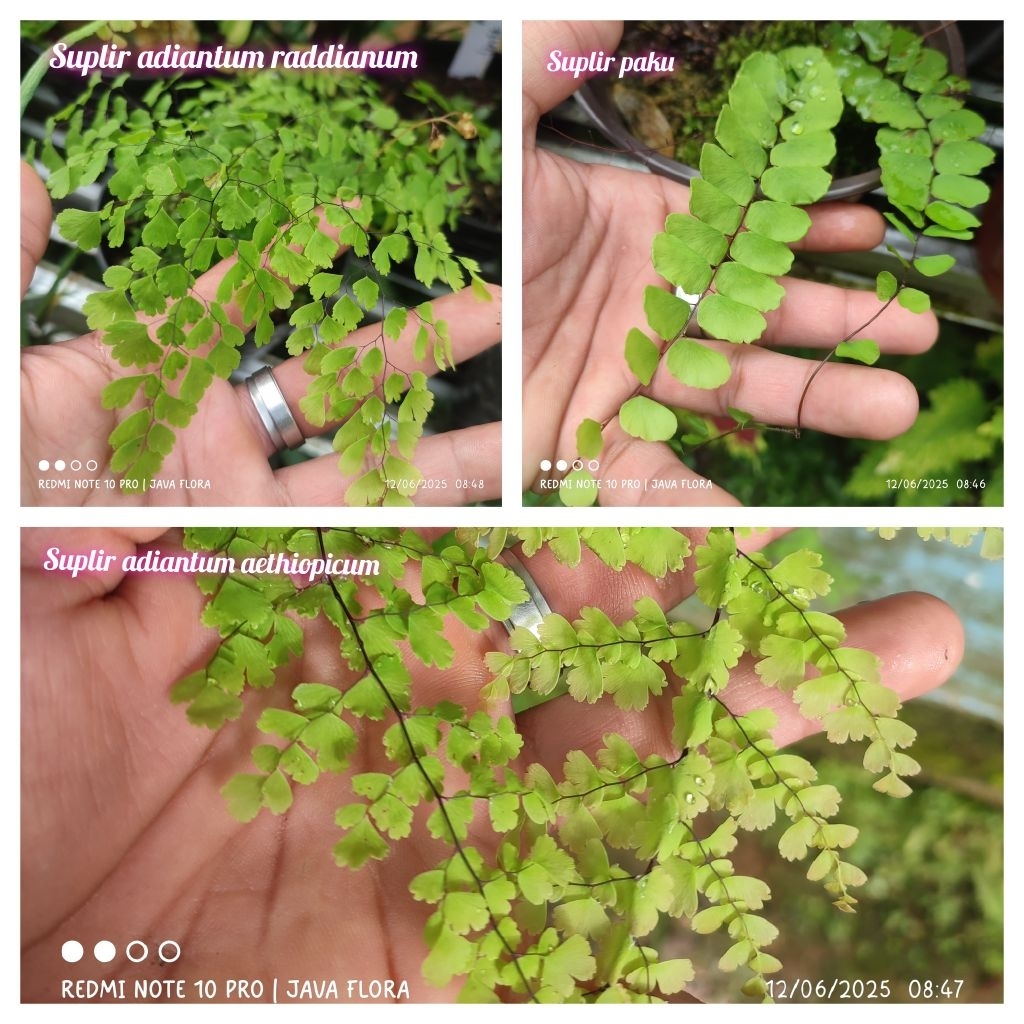 Jual 3 jenis tanaman hias Suplir bebas pilih jenis TERMURAH | Shopee ...