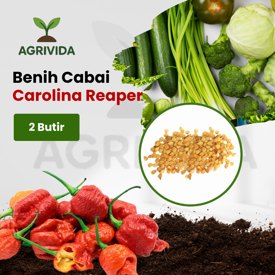 Jual Agrivida - Benih Cabai Carolina Reaper Merah 2 Butir Cabe Pedas ...