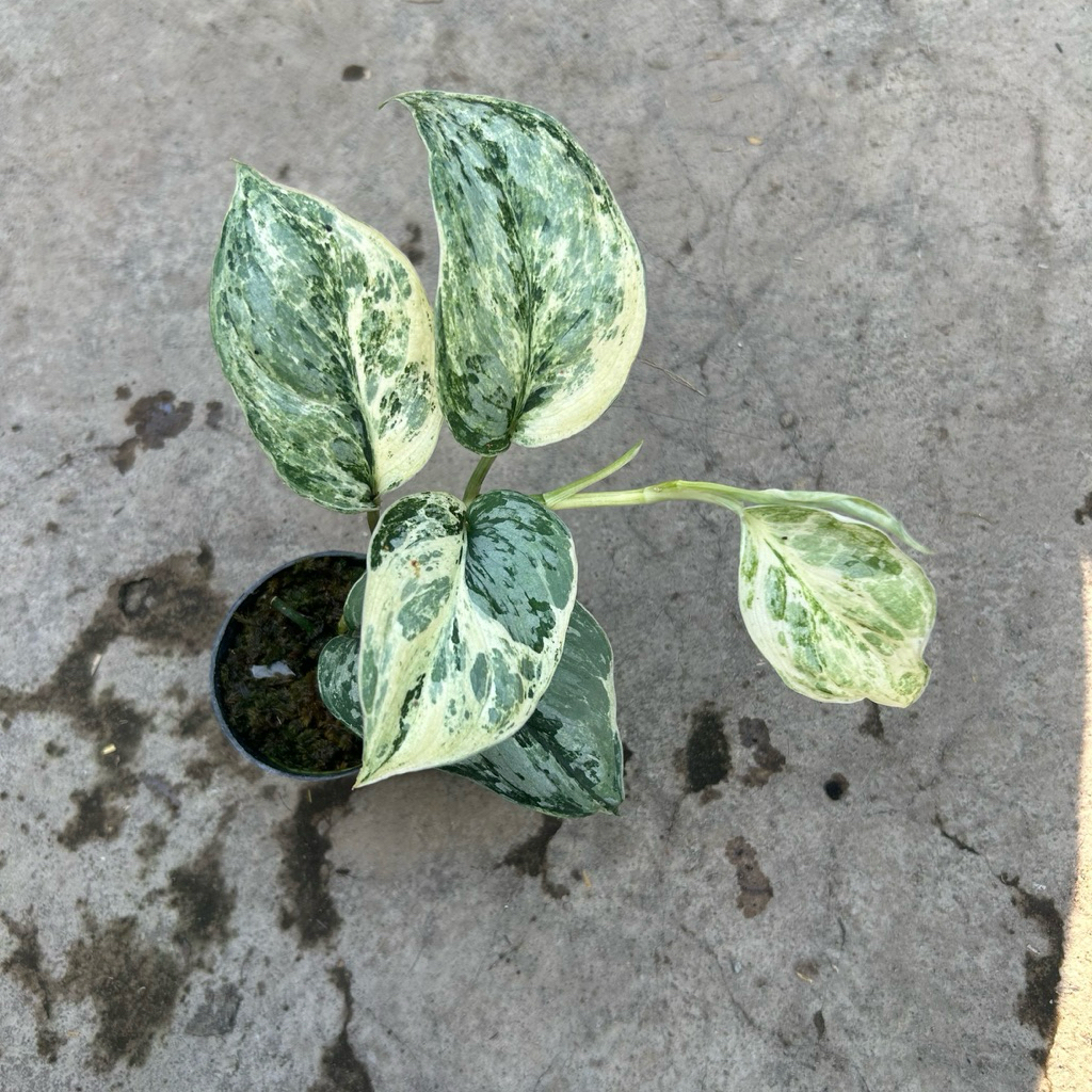 Jual Scindapsus Peasun Variegata | Shopee Indonesia
